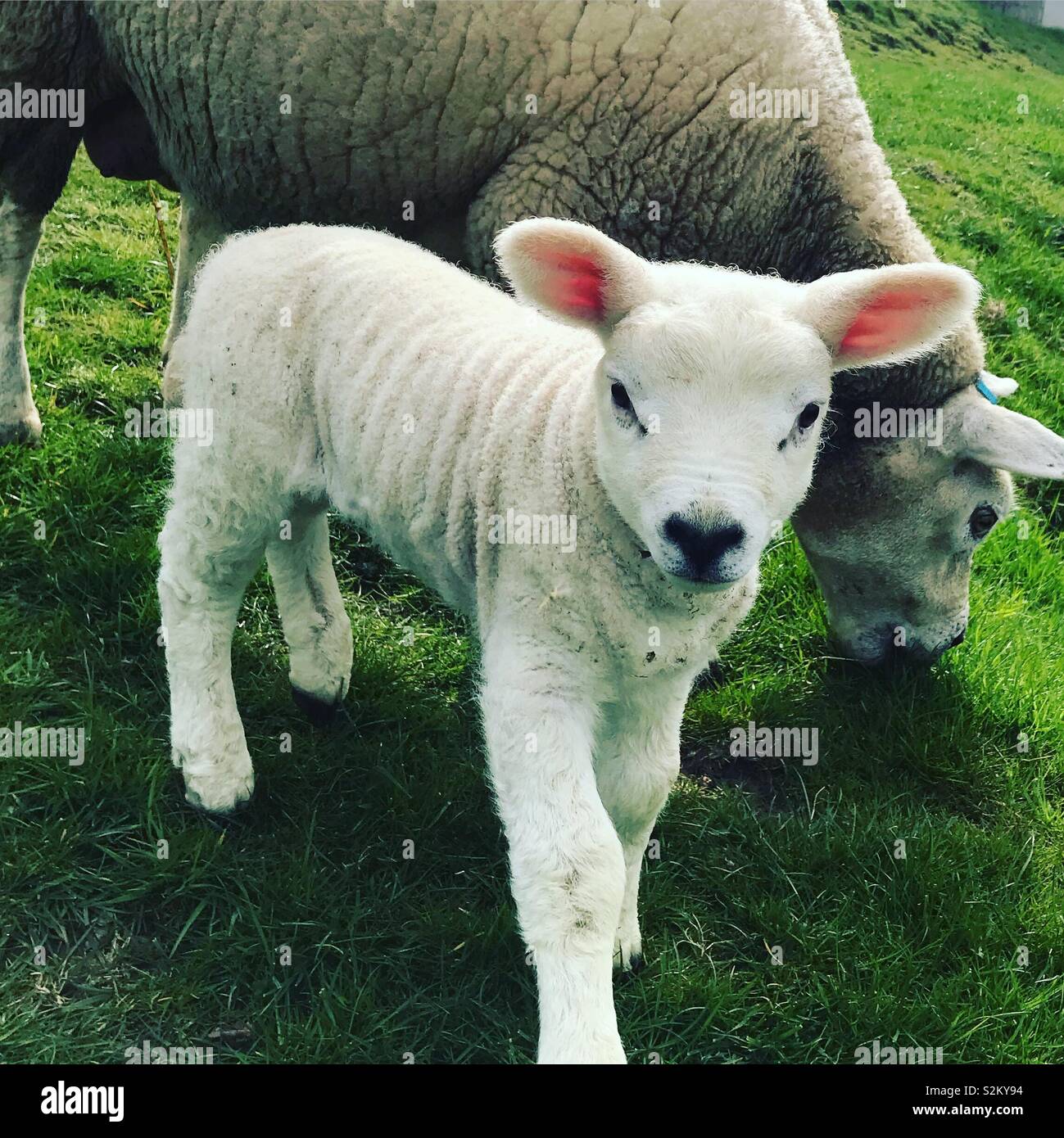 Love texel hi-res stock photography and images - Alamy