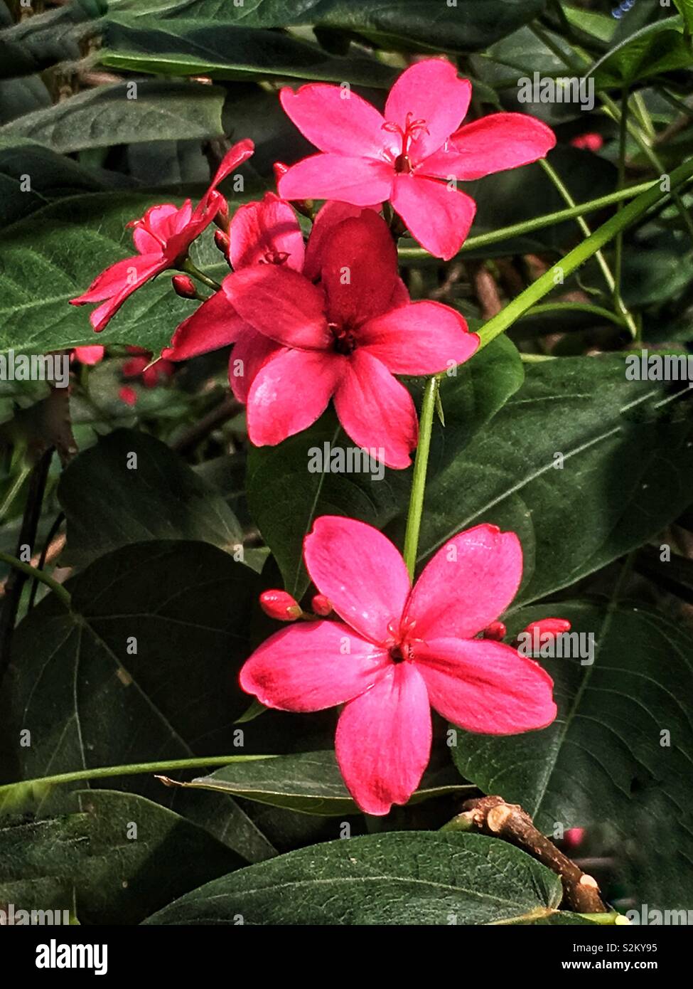 Hot pink Jatropha integerrima, peregrina or spicy jatropha flowers ...