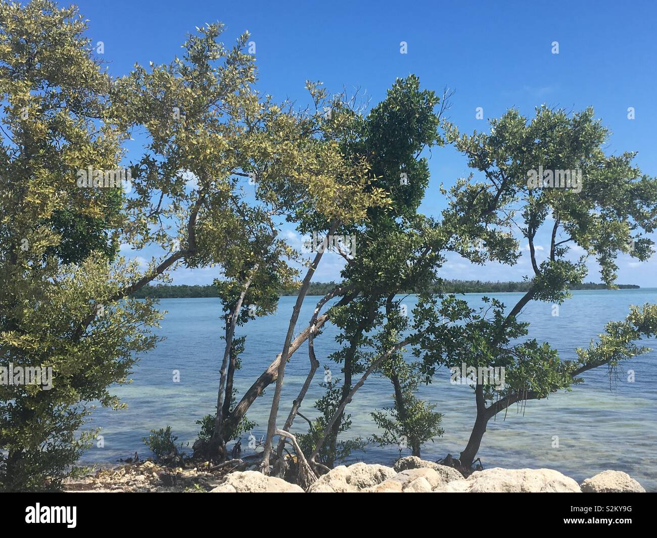 Mangroves florida keys hi-res stock photography and images - Alamy