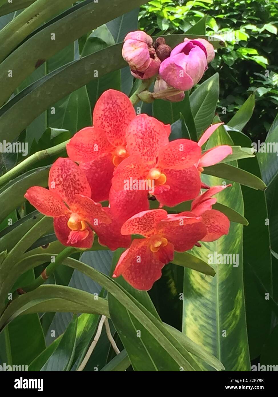 Red orchard hi-res stock photography and images - Alamy