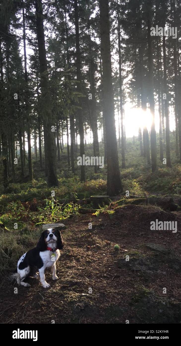 Dog sitting in wood with sun through trees Stock Photo - Alamy