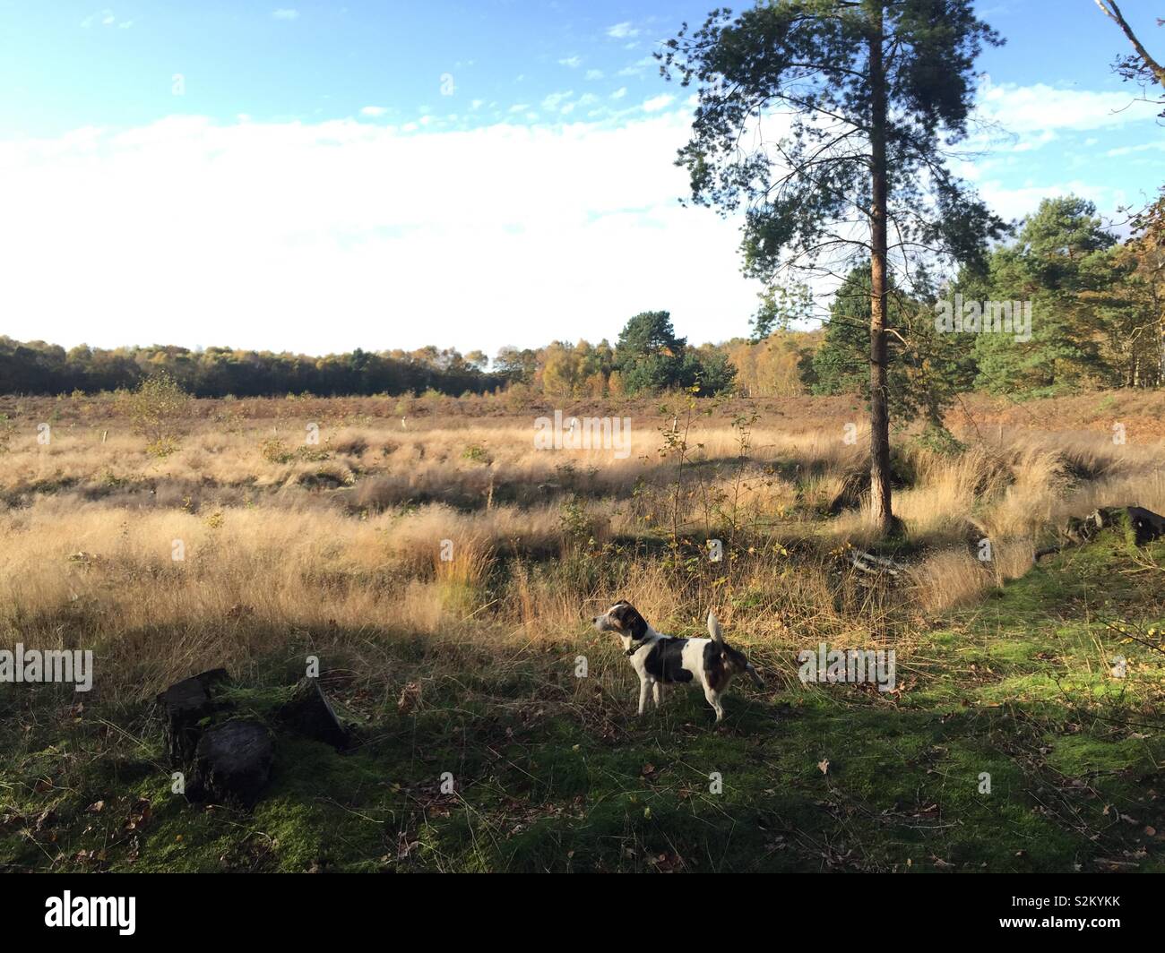 Dog on moor Stock Photo - Alamy