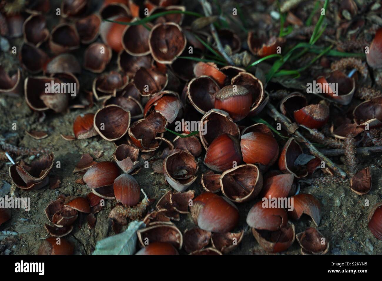 Nut shells hi-res stock photography and images - Alamy