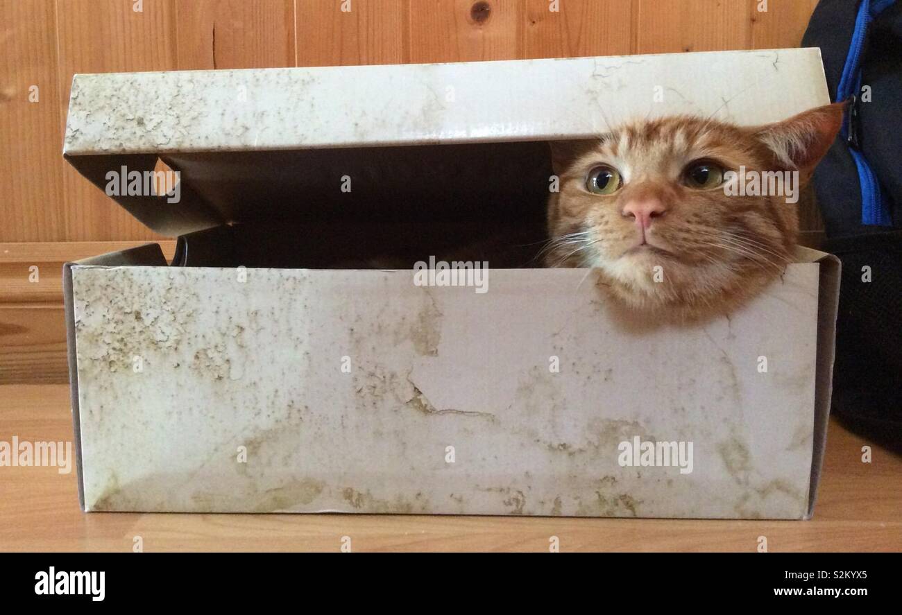 Cat looking up out of cardboard shoe box Stock Photo - Alamy