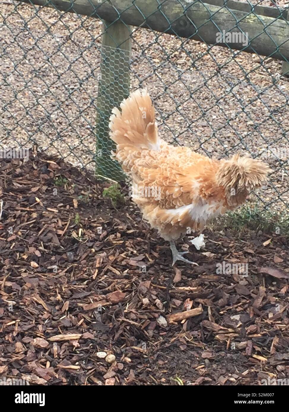 Unique chicken hi-res stock photography and images - Alamy