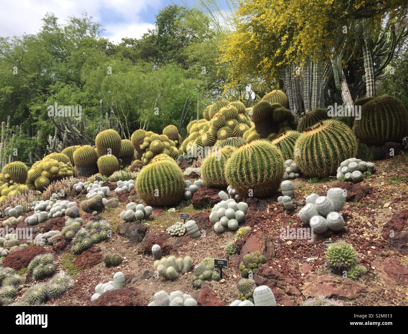 Cactus garden, Pasadena, California Stock Photo - Alamy