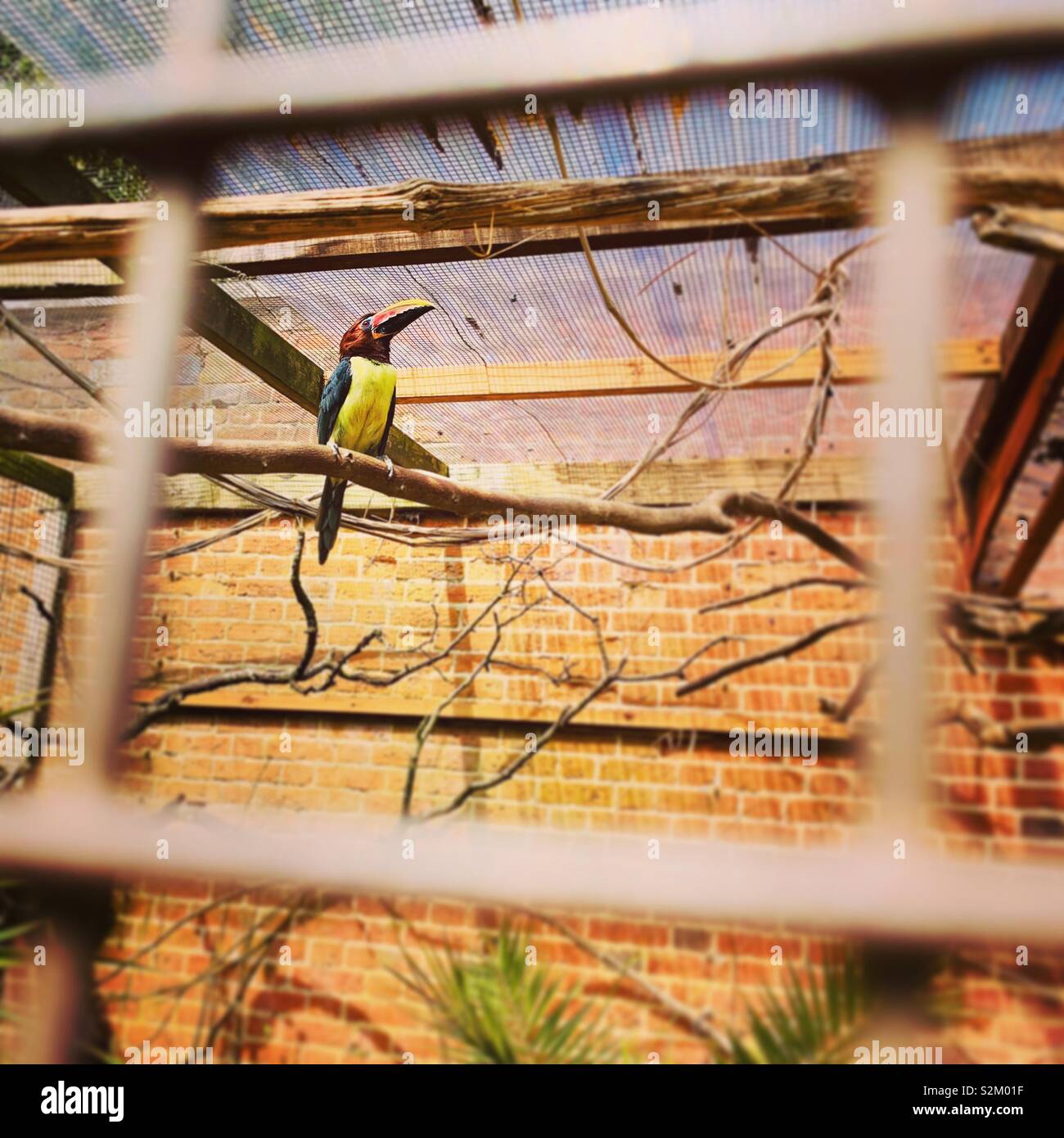 Caged bird hi-res stock photography and images - Alamy