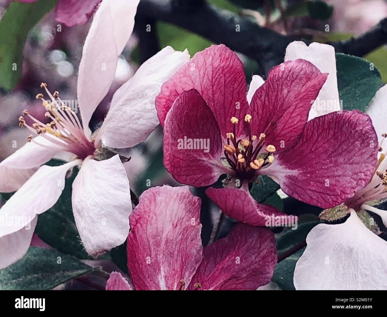 Crabapple blooms hi-res stock photography and images - Alamy