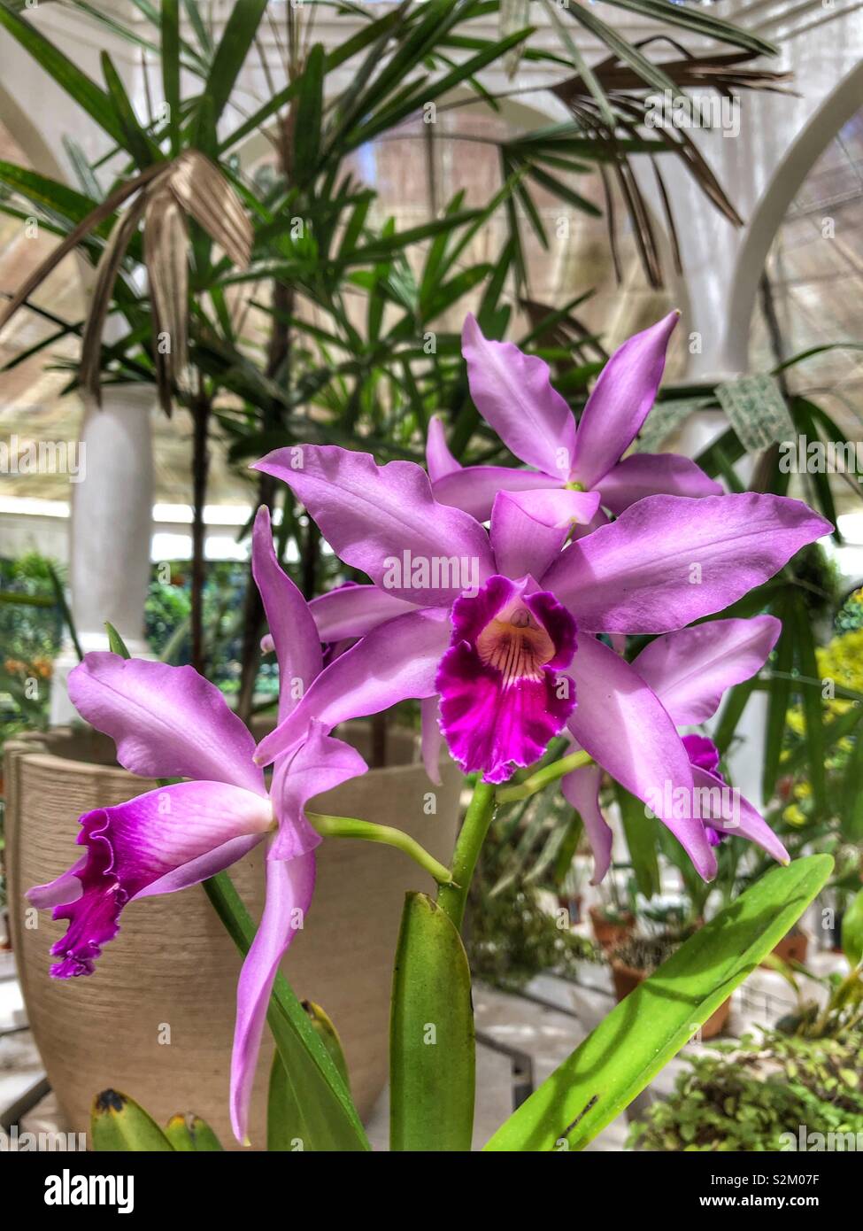 Delicate purple orchids Stock Photo - Alamy