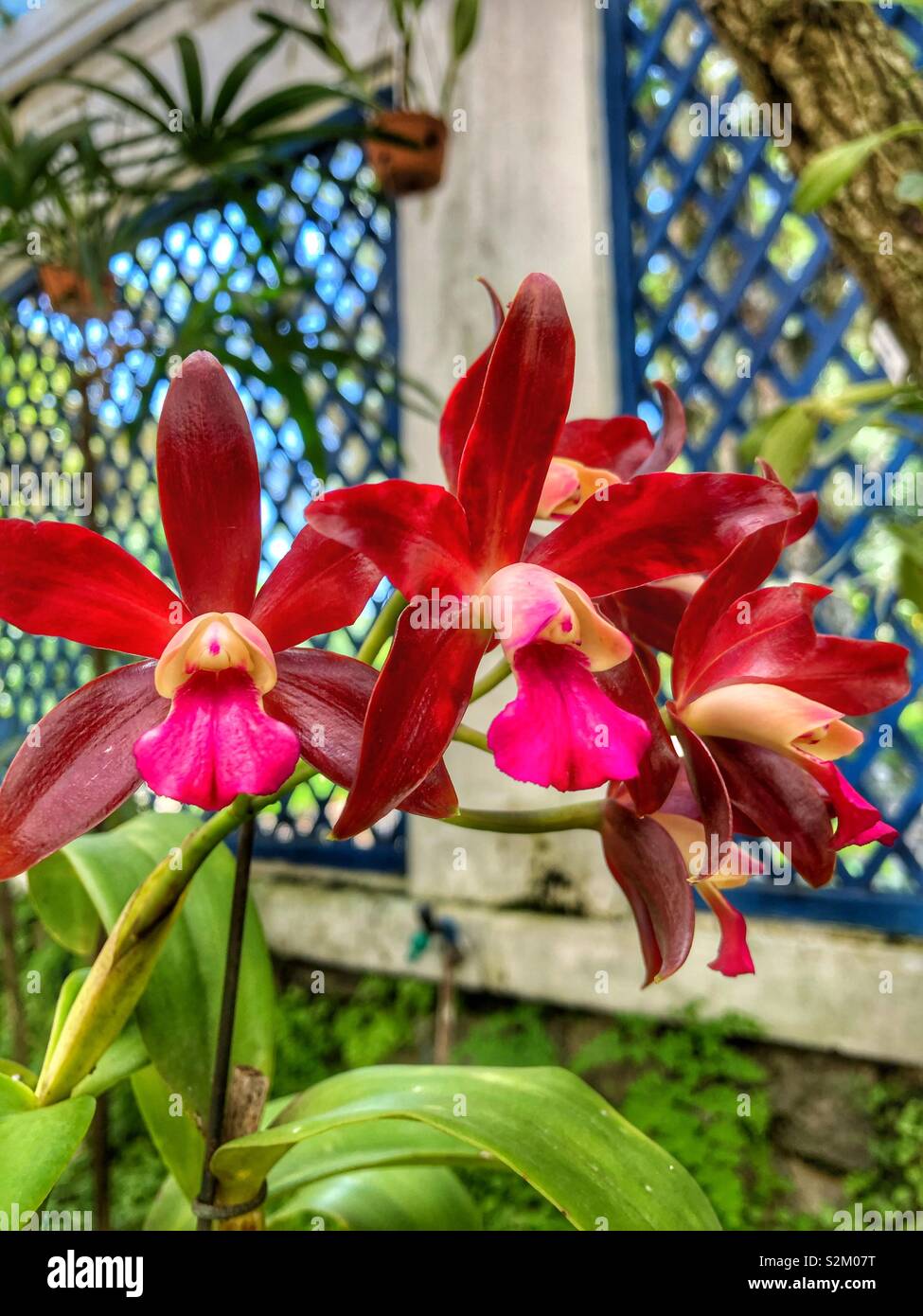 Red orchids hi-res stock photography and images - Alamy