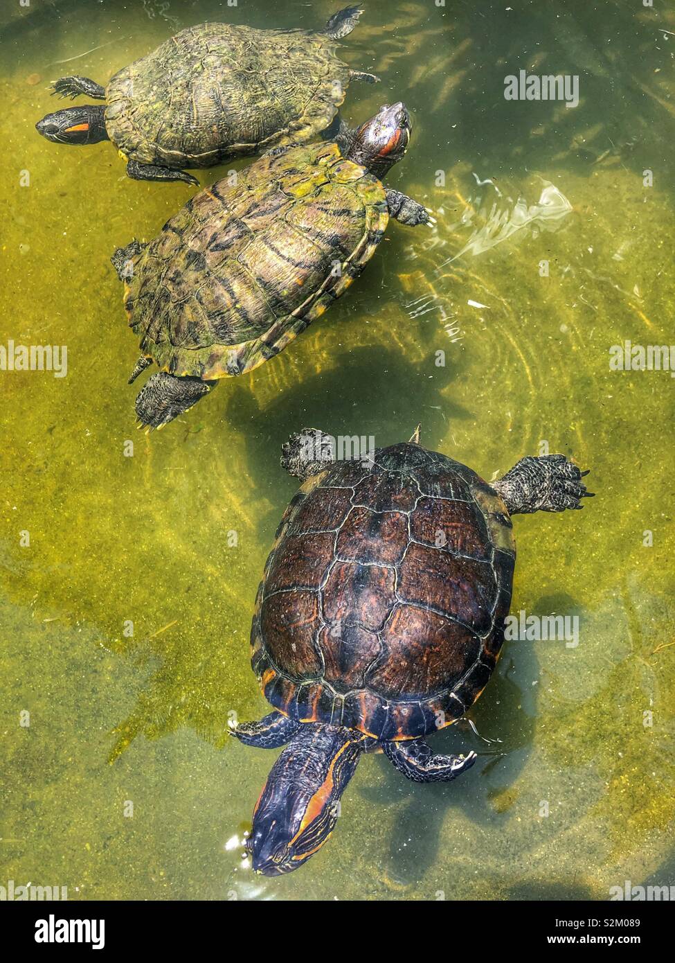 Three turtles in a pond Stock Photo - Alamy