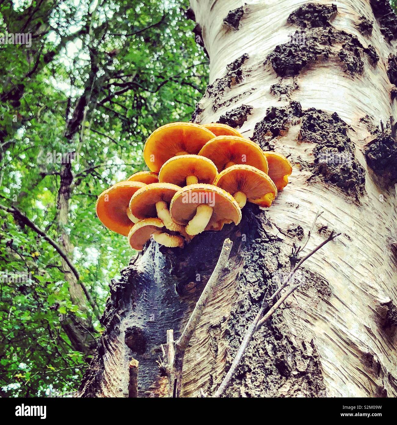 Silver birch fungus hi-res stock photography and images - Alamy