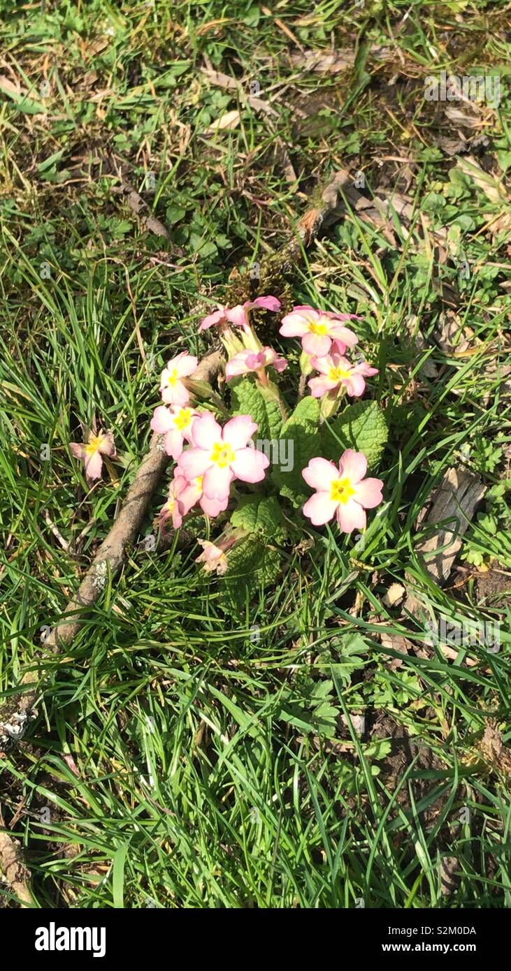 Wild primroses hi-res stock photography and images - Alamy