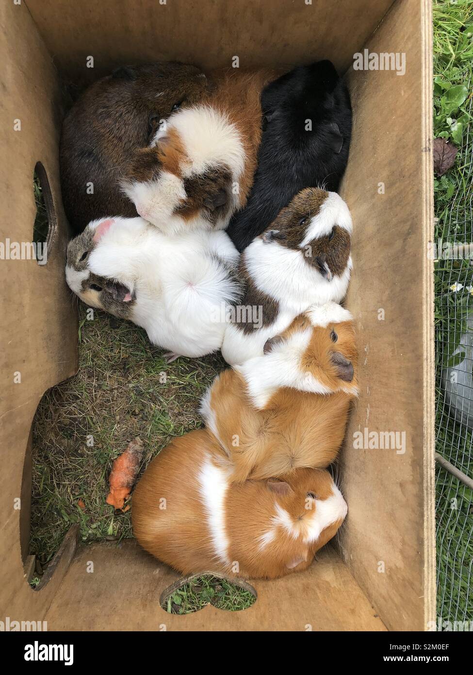 How many guinea pigs can you fit in a box Stock Photo - Alamy