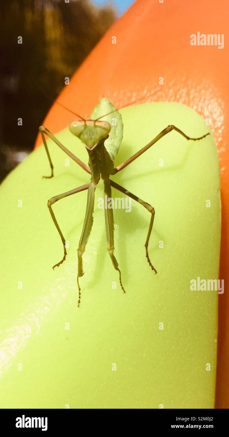 Praying Mantis on children’s playground, Cyprus Stock Photo - Alamy