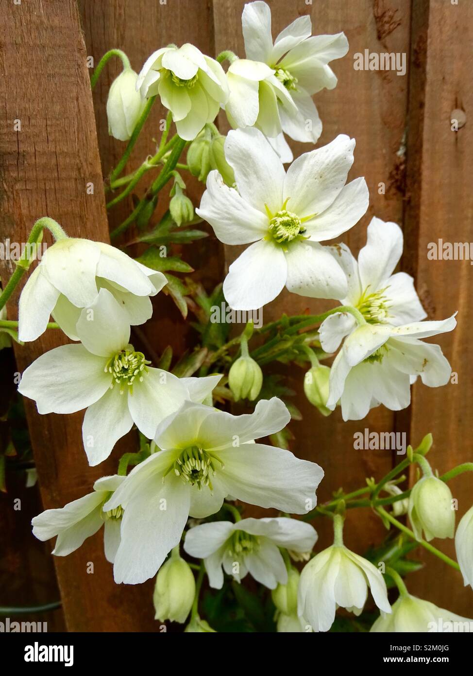 White clematis flowers Stock Photo - Alamy