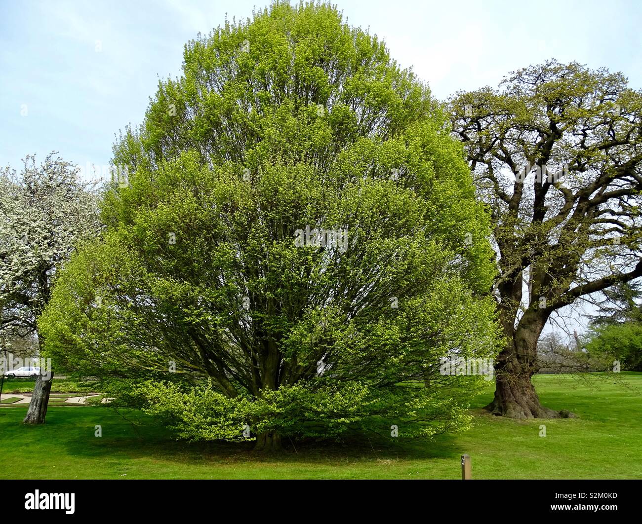Green beautiful trees hi-res stock photography and images - Alamy