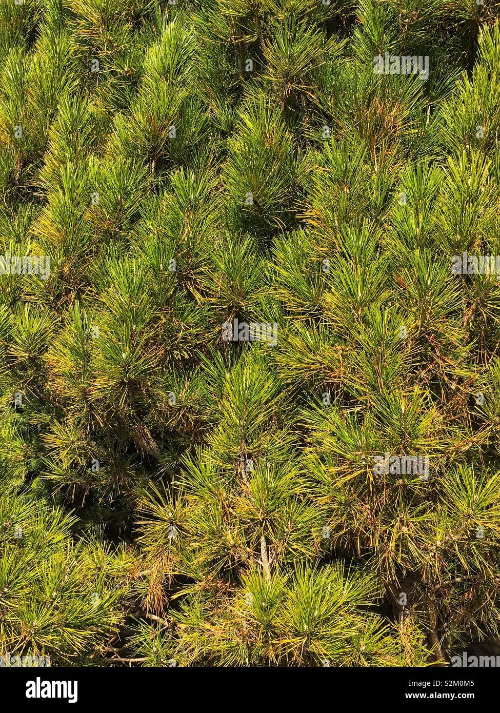 Healthy growing pine tree Stock Photo - Alamy