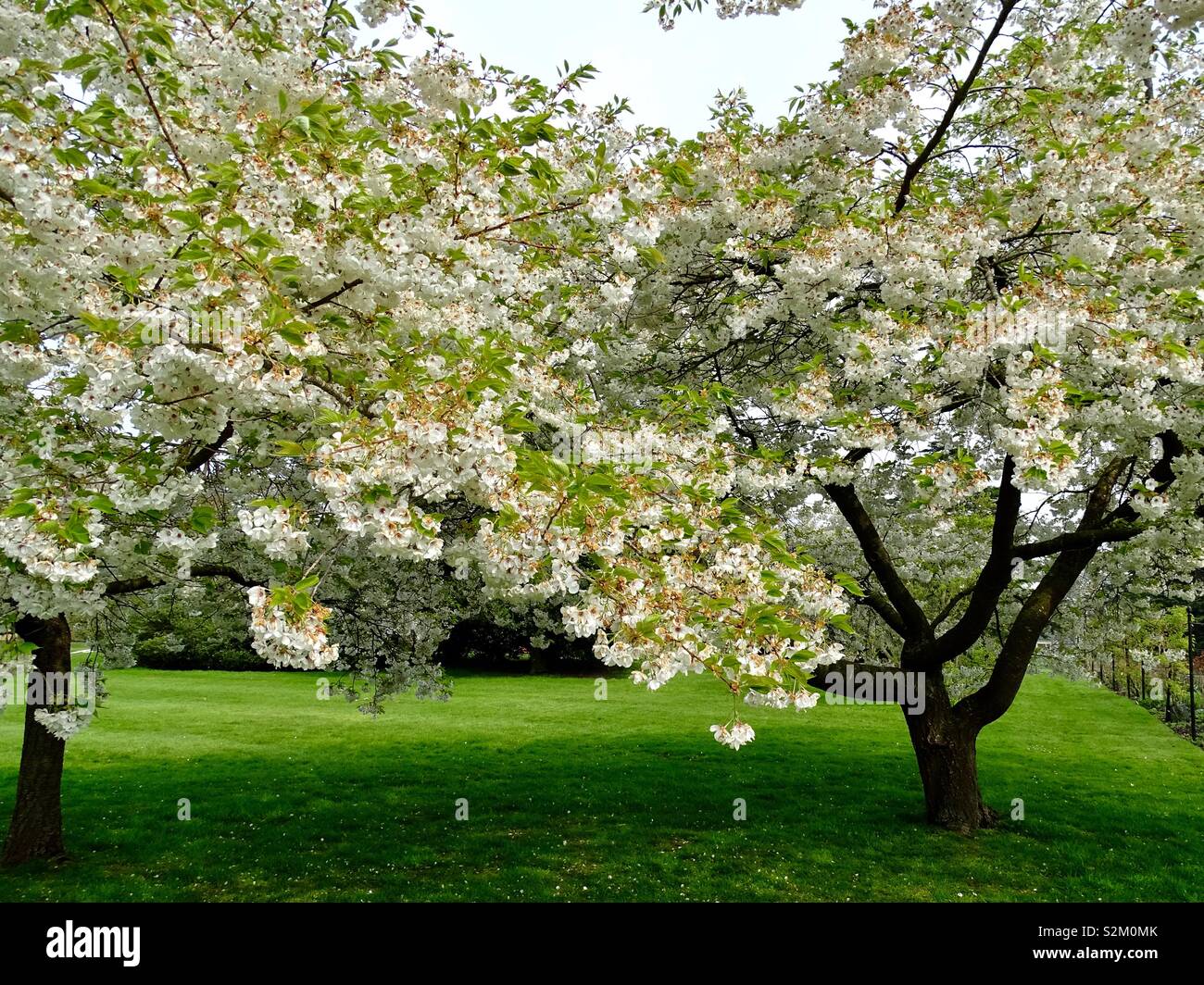 Beautiful white blossom hi-res stock photography and images - Alamy