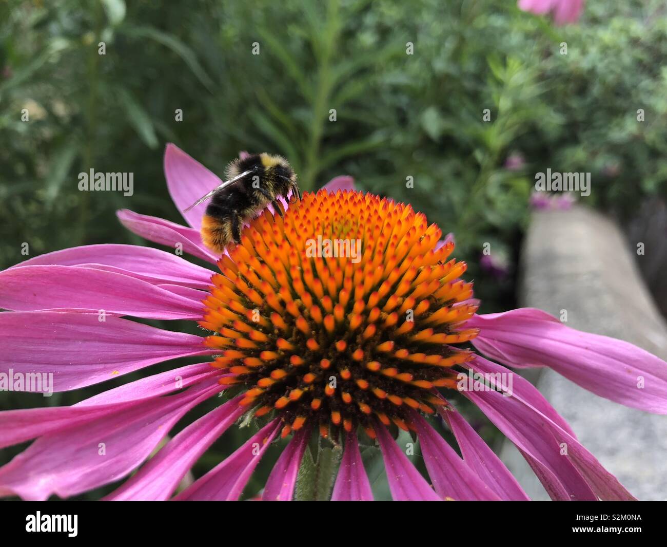 Drinking the amber nectar Stock Photo - Alamy