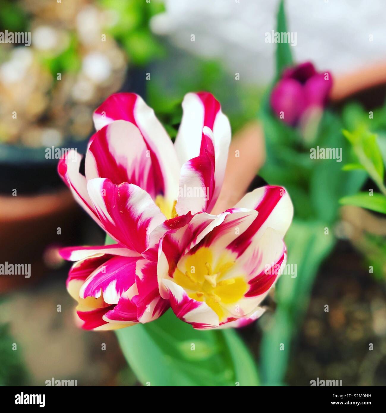 Multi headed flowers hi-res stock photography and images - Alamy