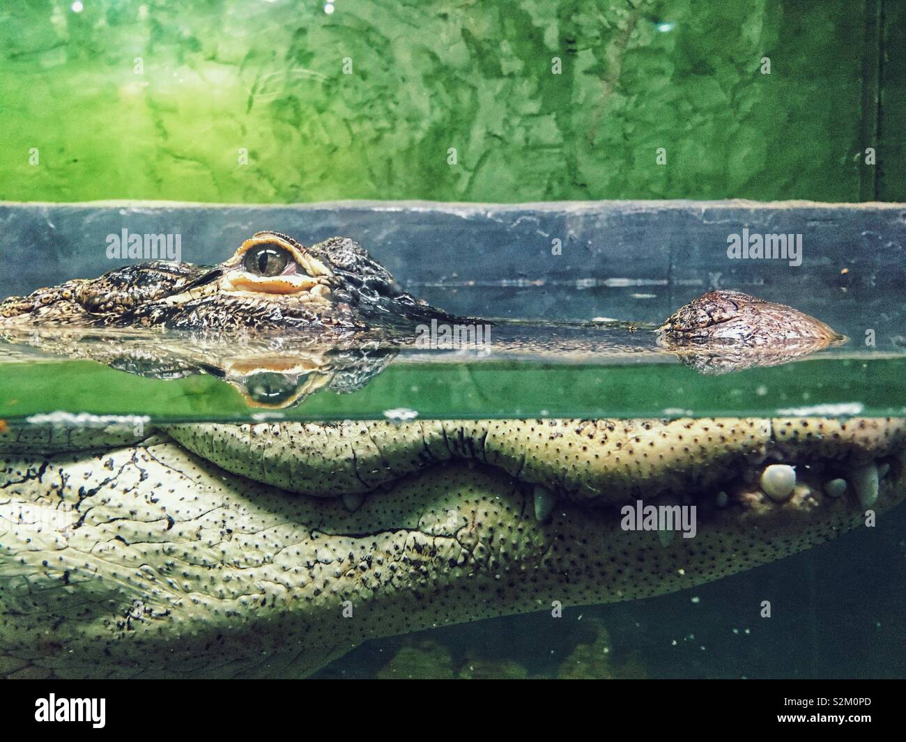 Alligator partially submerged hi-res stock photography and images - Alamy