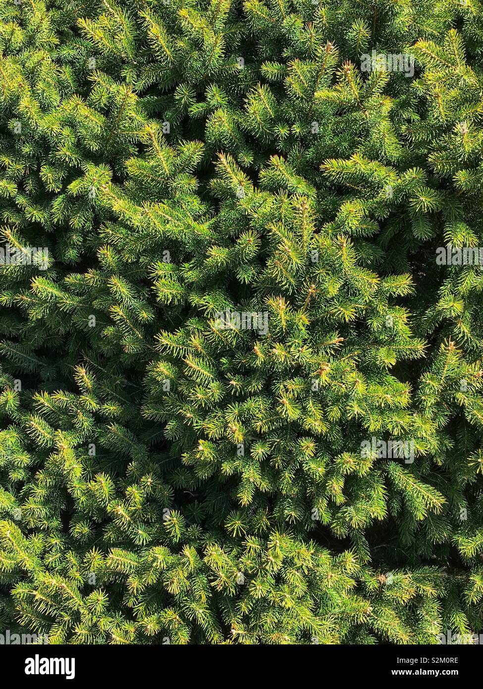 Super healthy green pine tree with needles Stock Photo - Alamy