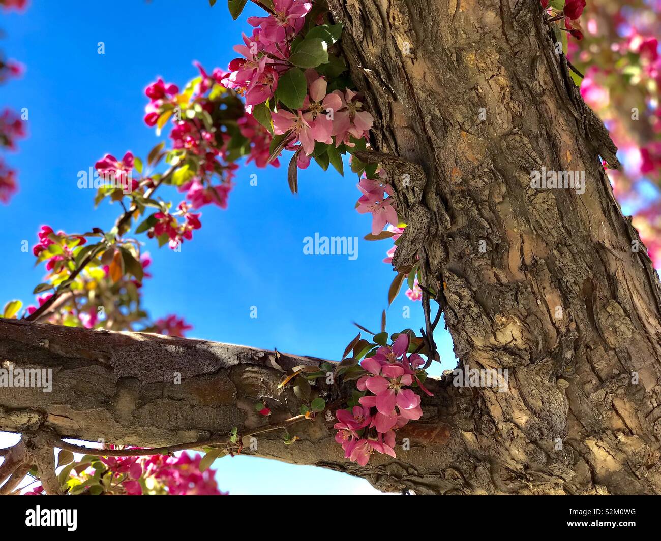Colorful blooms hi-res stock photography and images - Alamy