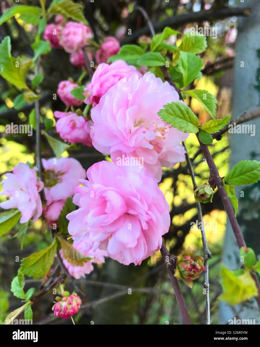 Spring Beauties High Resolution Stock Photography and Images - Alamy