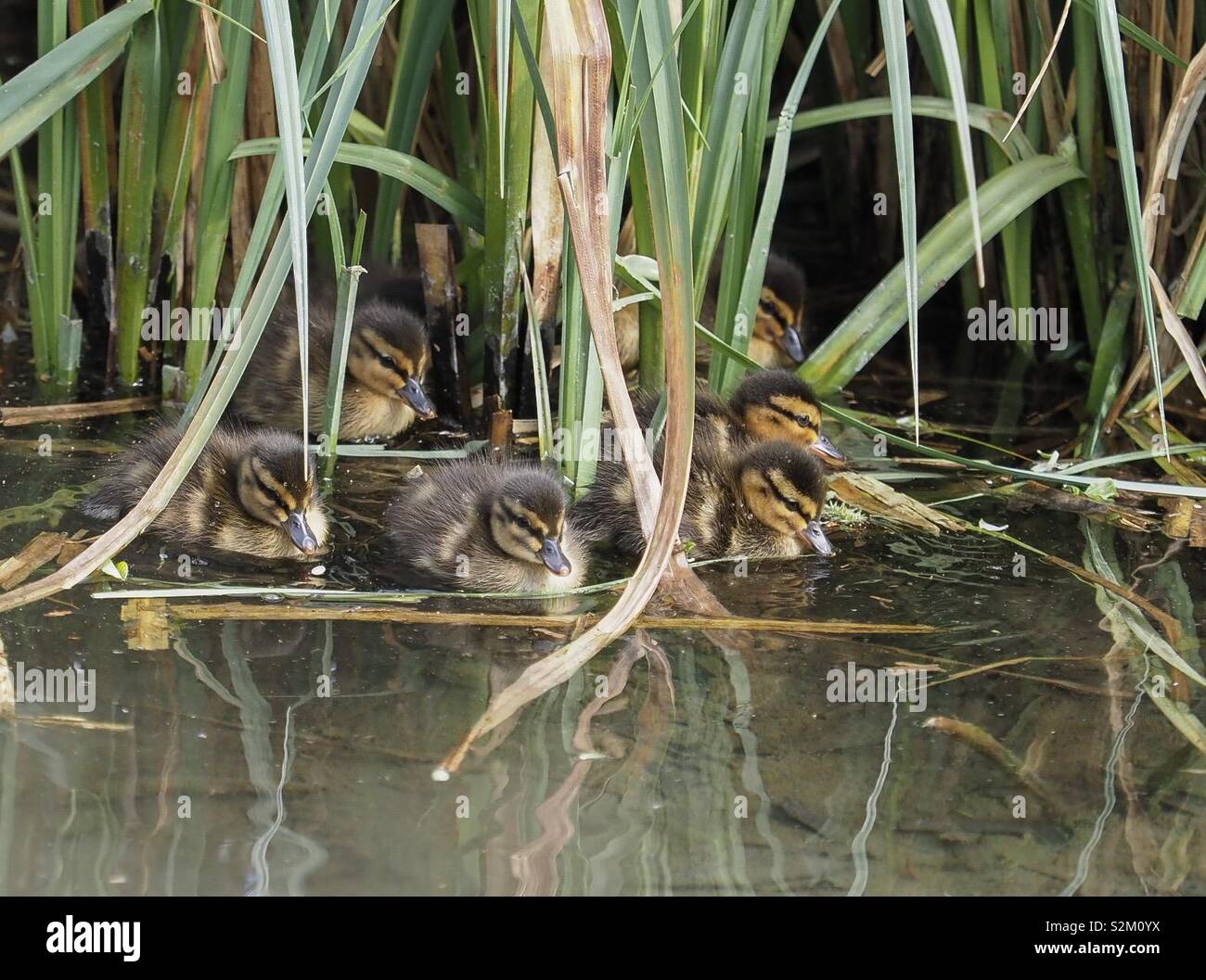 Springtime babies hi-res stock photography and images - Alamy