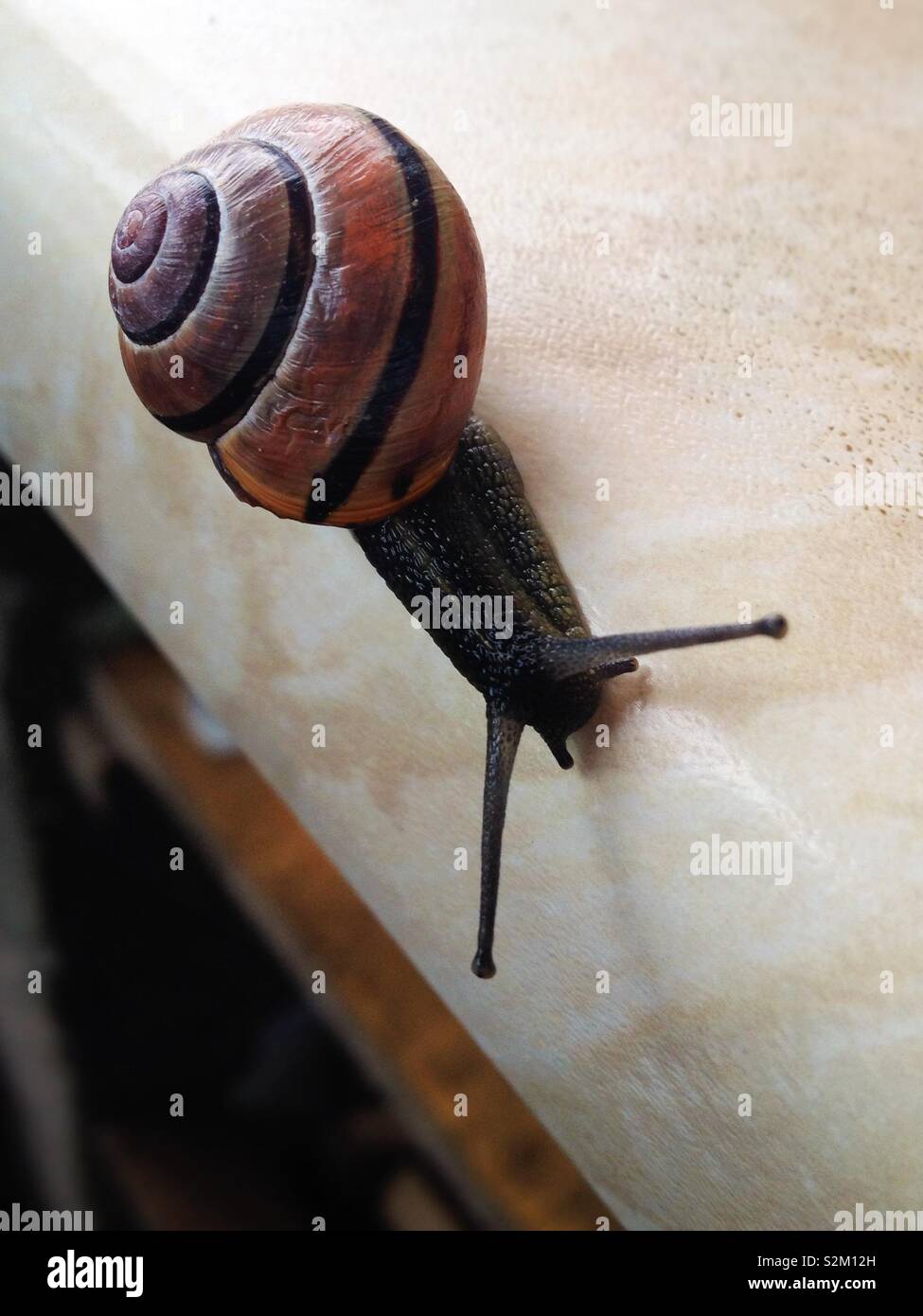 Snails british hi-res stock photography and images - Alamy