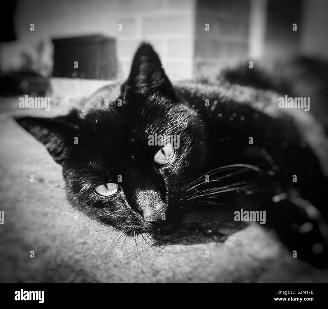 Black cat relaxing Stock Photo - Alamy