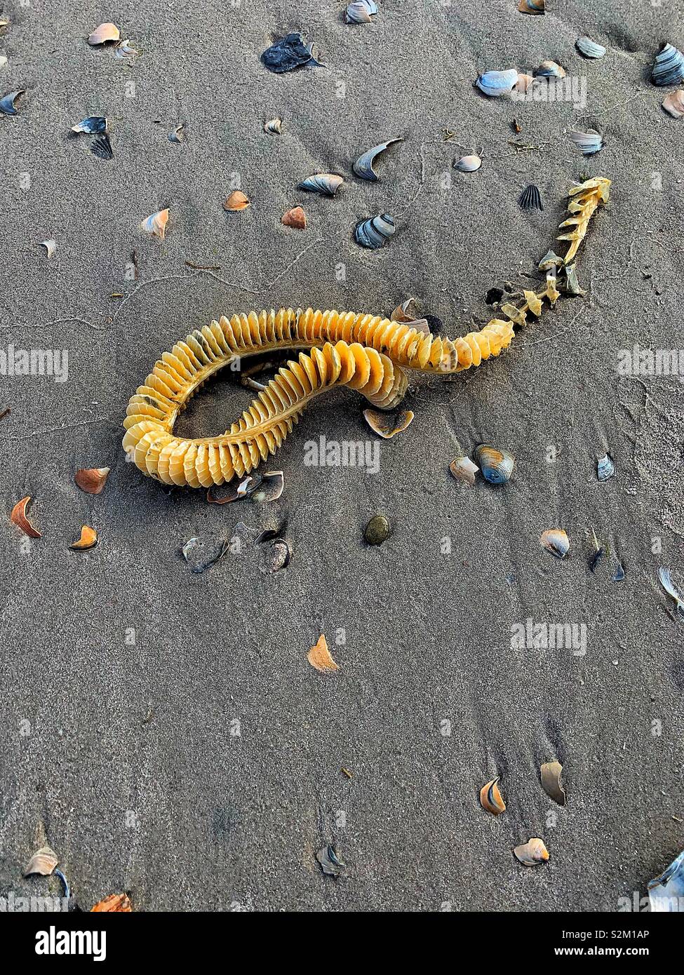 Seaweed and shells hi-res stock photography and images - Alamy