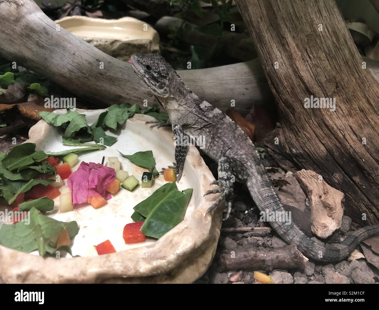 Lizard zoo hi-res stock photography and images - Alamy