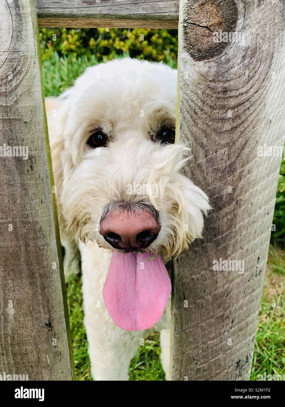 Happy labradoodle dog sticking her head through a fence Stock Photo - Alamy