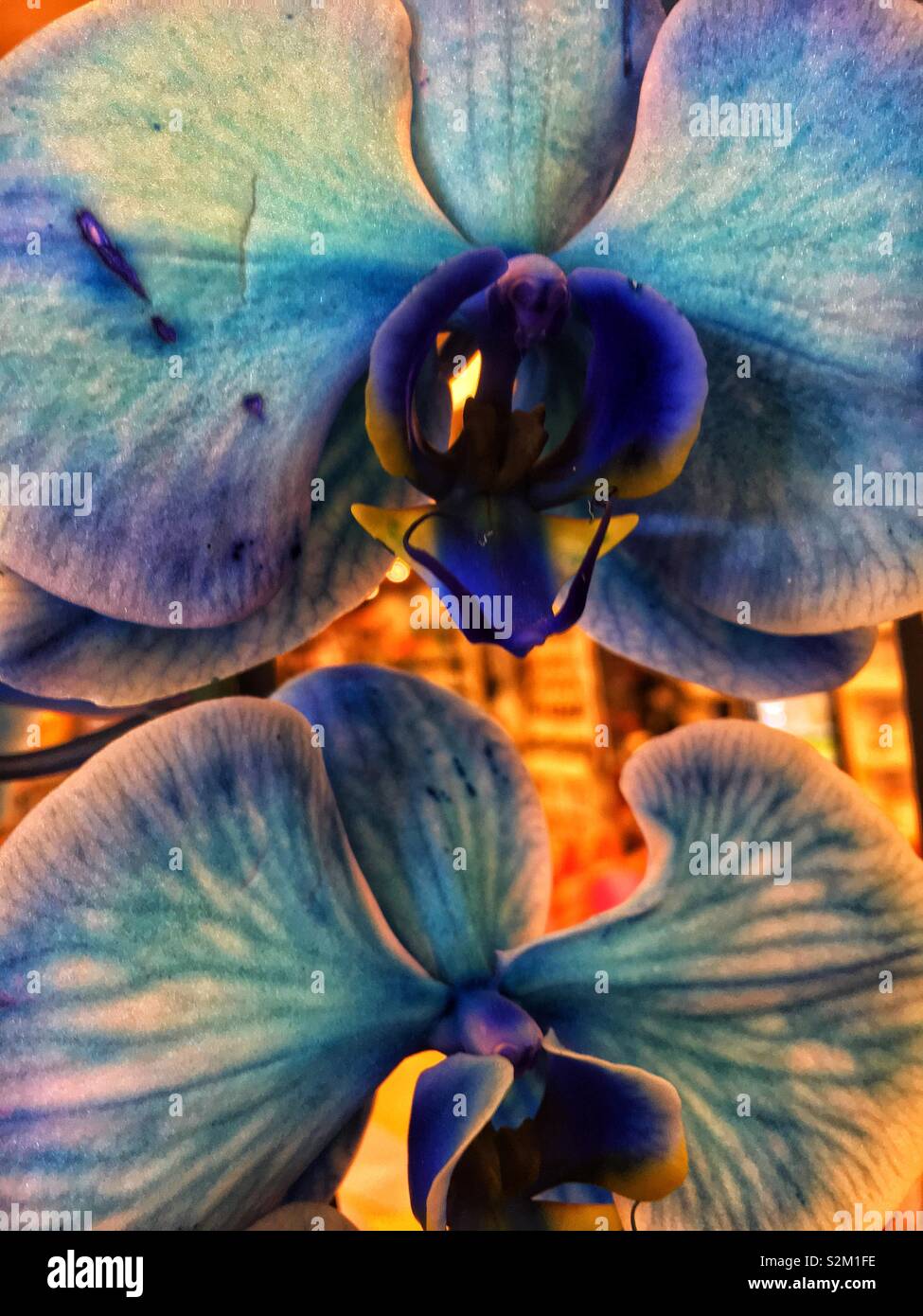 Dyed blue orchid flower hi-res stock photography and images - Alamy