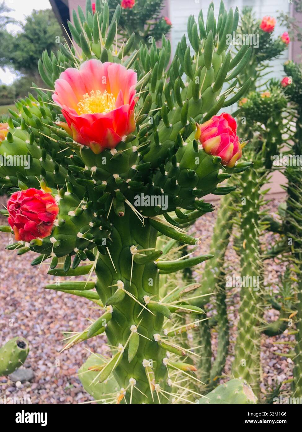 Tall cactus plant with red and yellow blooms! Stock Photo - Alamy