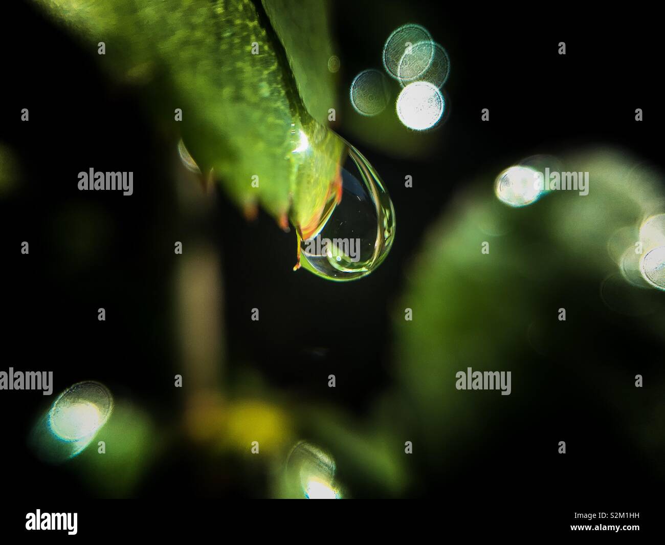 Beautiful water droplet hi-res stock photography and images - Alamy