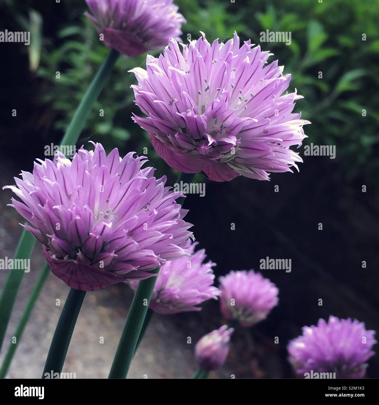 Purple chive flowers on a summers day Stock Photo - Alamy