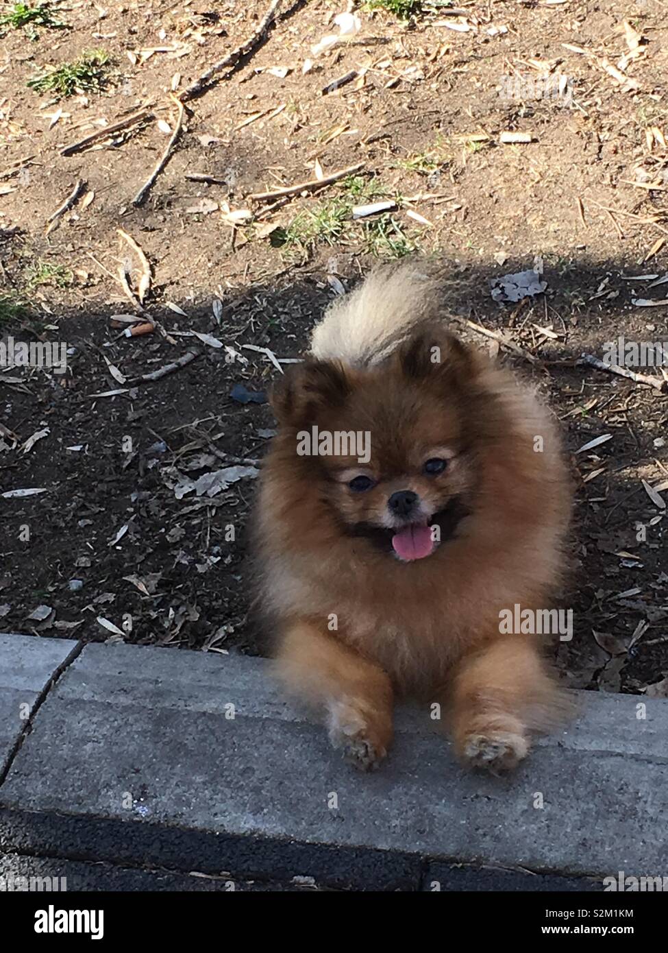 Poméran hi-res stock photography and images - Alamy