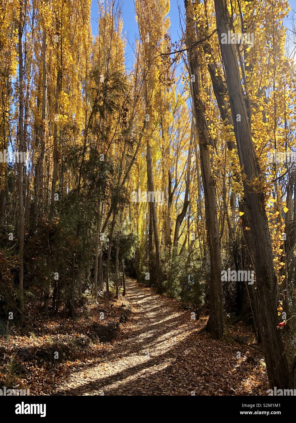 Track through forest Stock Photo - Alamy