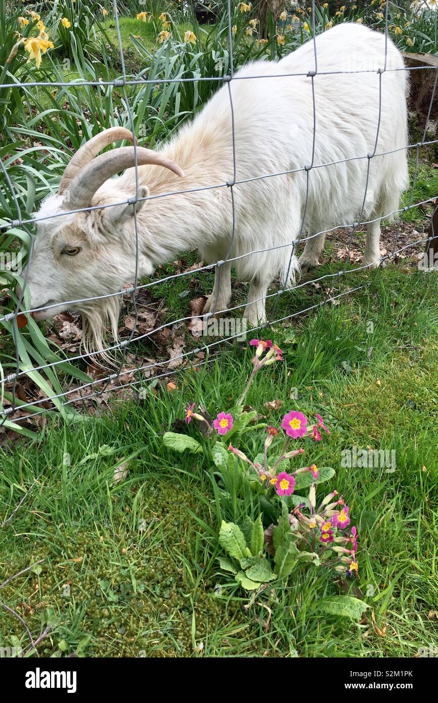 Goat and Flowers Stock Photo - Alamy