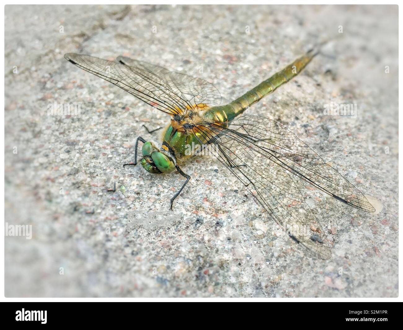 Dragonfly helicopter hi-res stock photography and images - Alamy