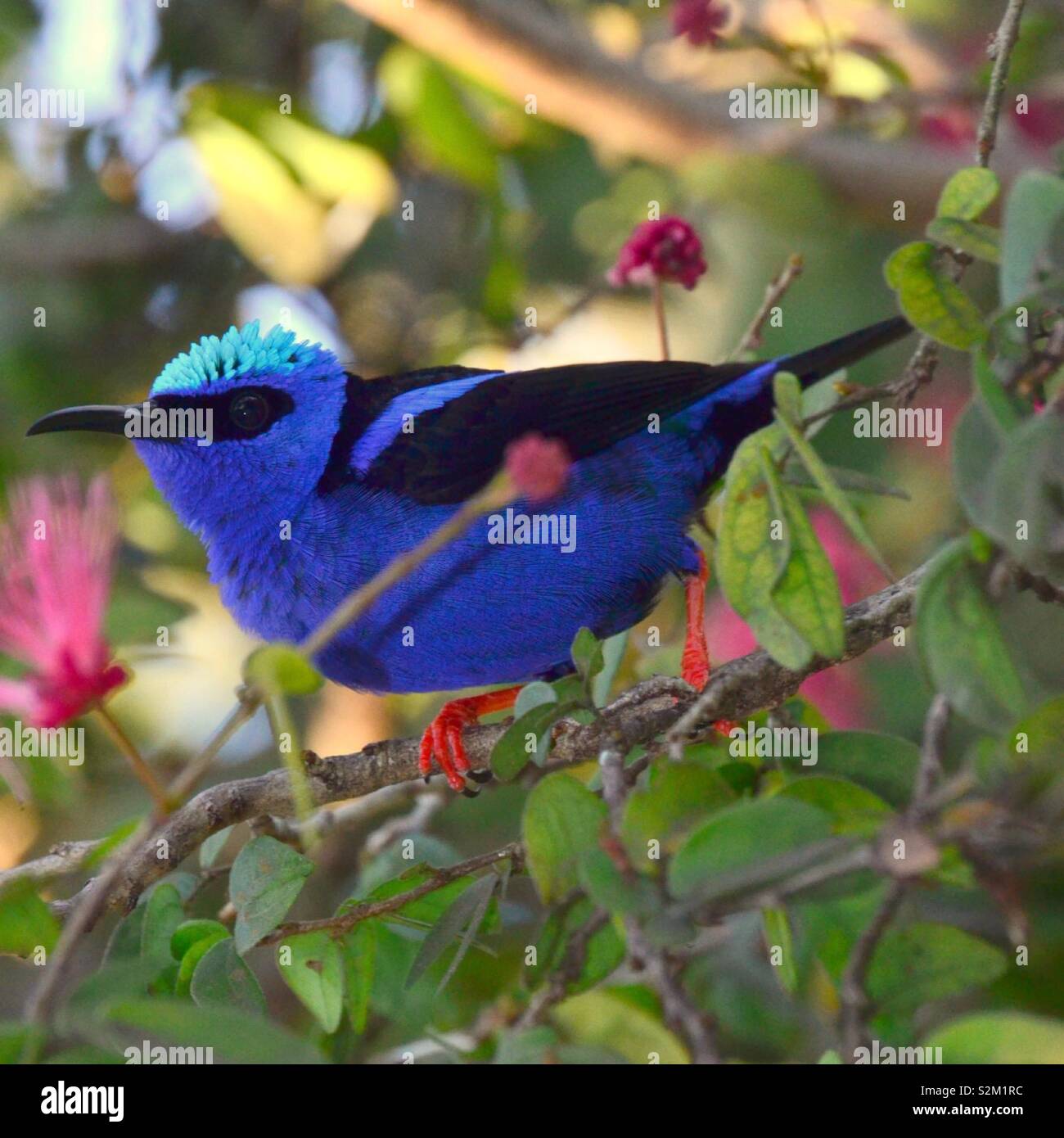 Leyla blue hi-res stock photography and images - Alamy