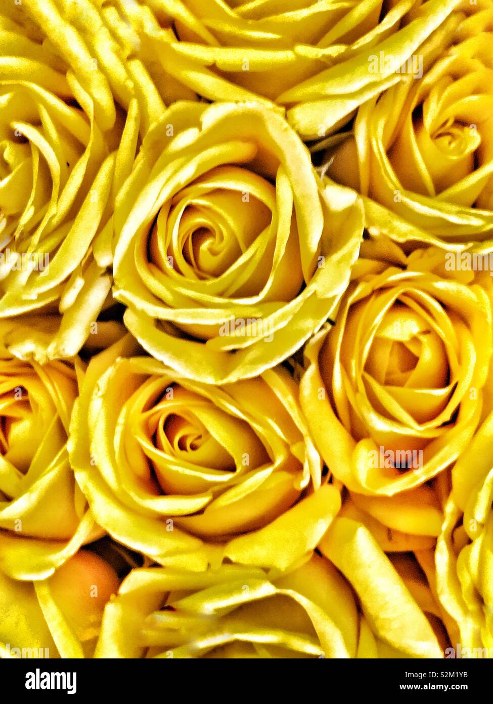 Perfect yellow flowers hi-res stock photography and images - Alamy