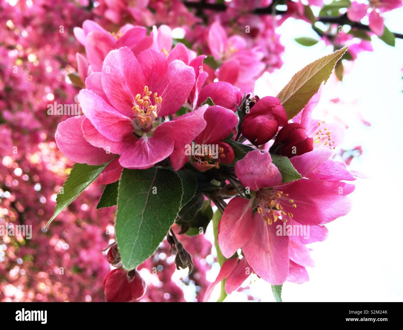 Tree with pink flower hi-res stock photography and images - Alamy