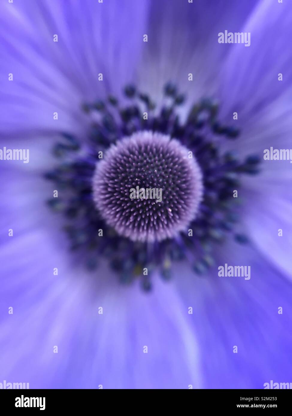 Purple head hi-res stock photography and images - Alamy