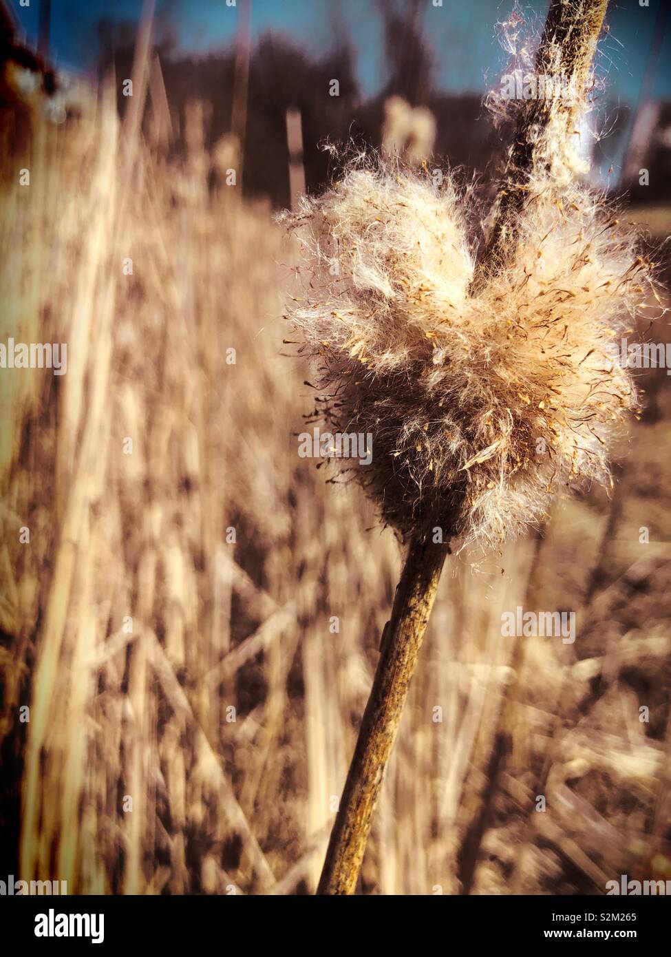 Cattails nature hi-res stock photography and images - Alamy