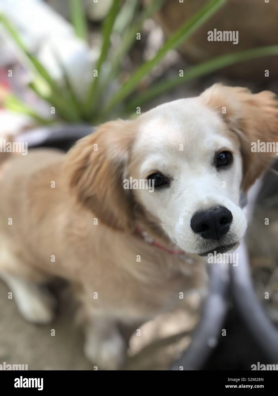 Cachorro spaniel hi-res stock photography and images - Alamy