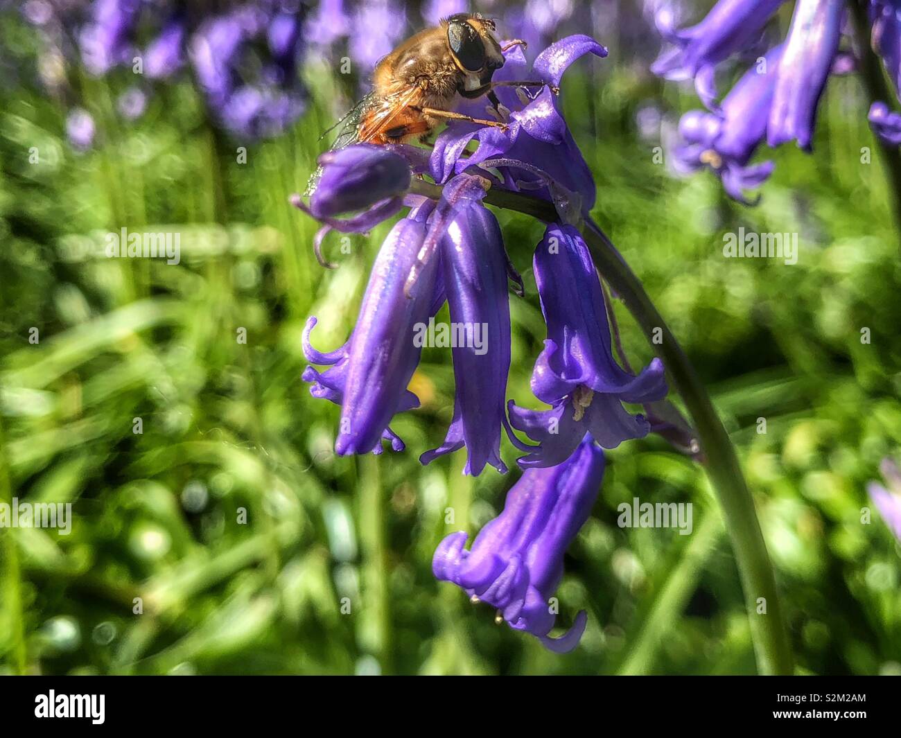 Mimic bees hi-res stock photography and images - Alamy